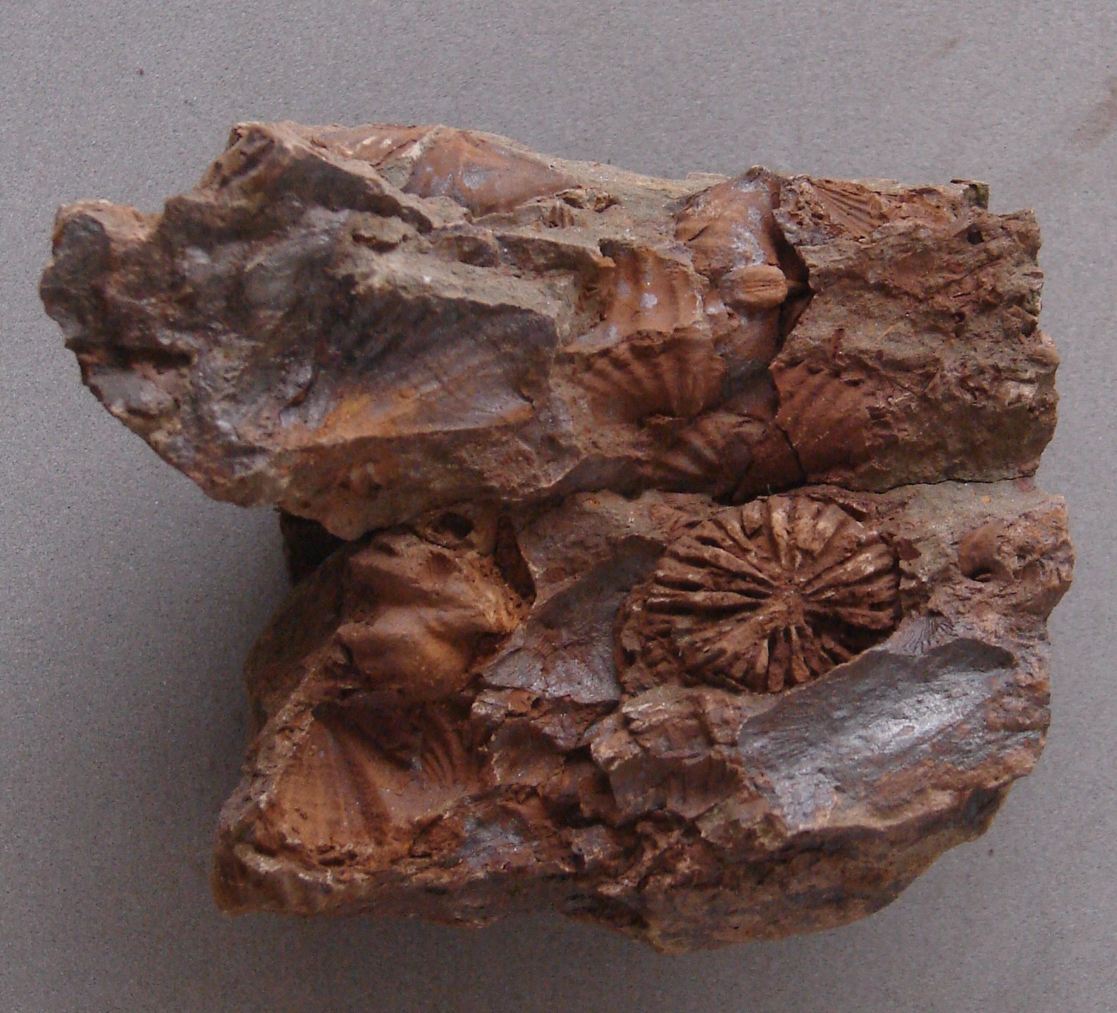 Hapsiphyllum Simpson, 1900