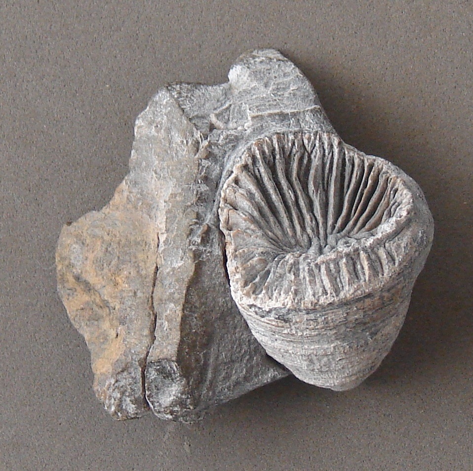 Hapsiphyllum Simpson, 1900