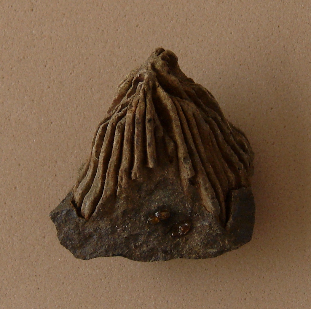 Hapsiphyllum Simpson, 1900