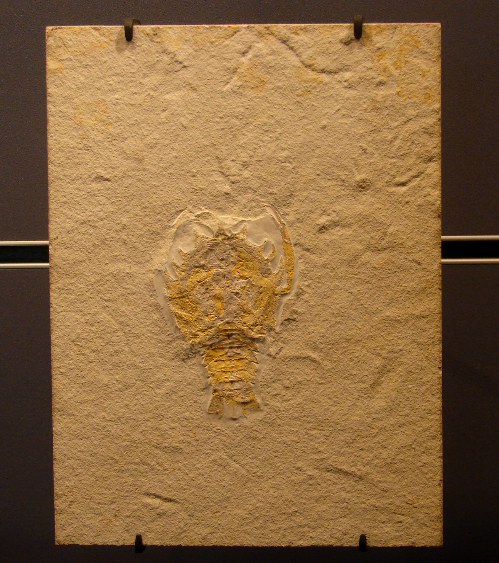 Cycleryon propinquus (Schlotheim, 1822)