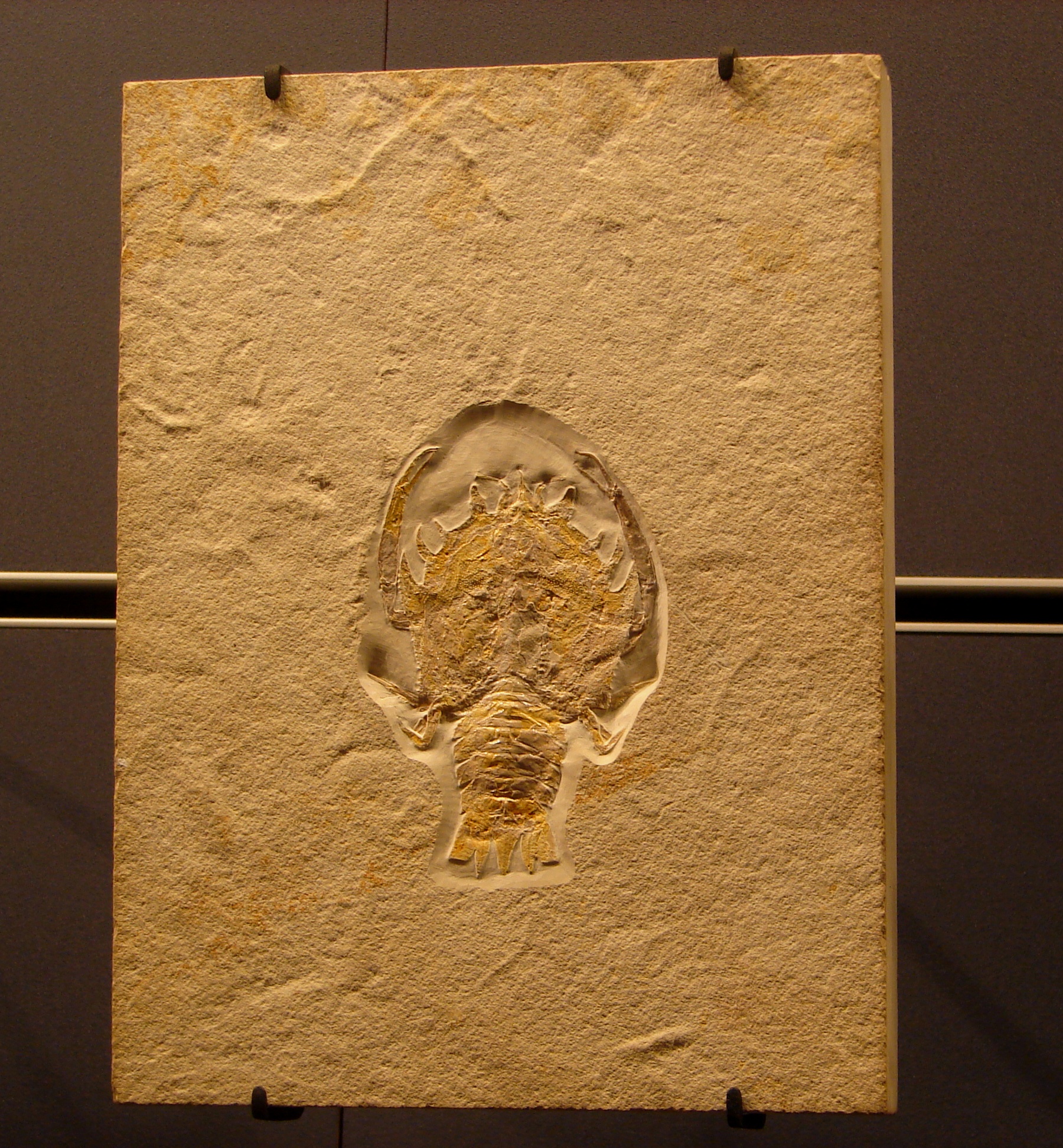 Cycleryon propinquus (Schlotheim, 1822)