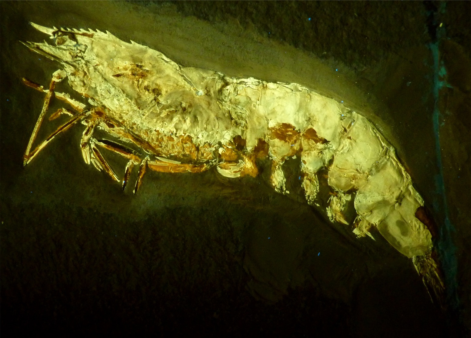 Eryon arctiformis (Schlotheim, 1822)