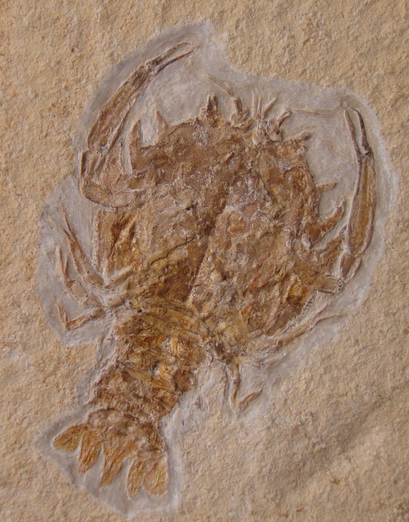 Eryon arctiformis (Schlotheim, 1822)