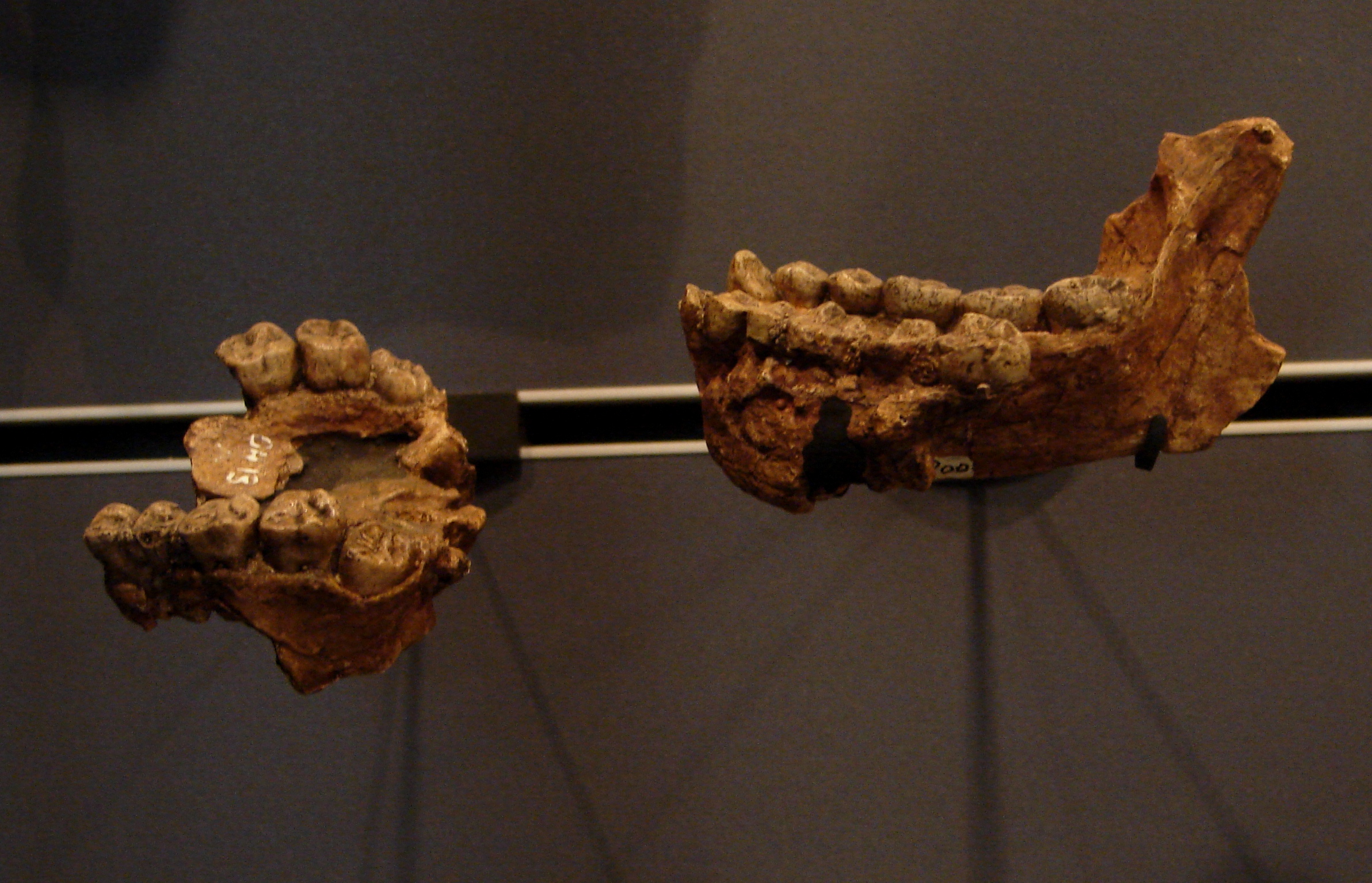 Homo habilis Leakey, Tobias & Napier, 1964