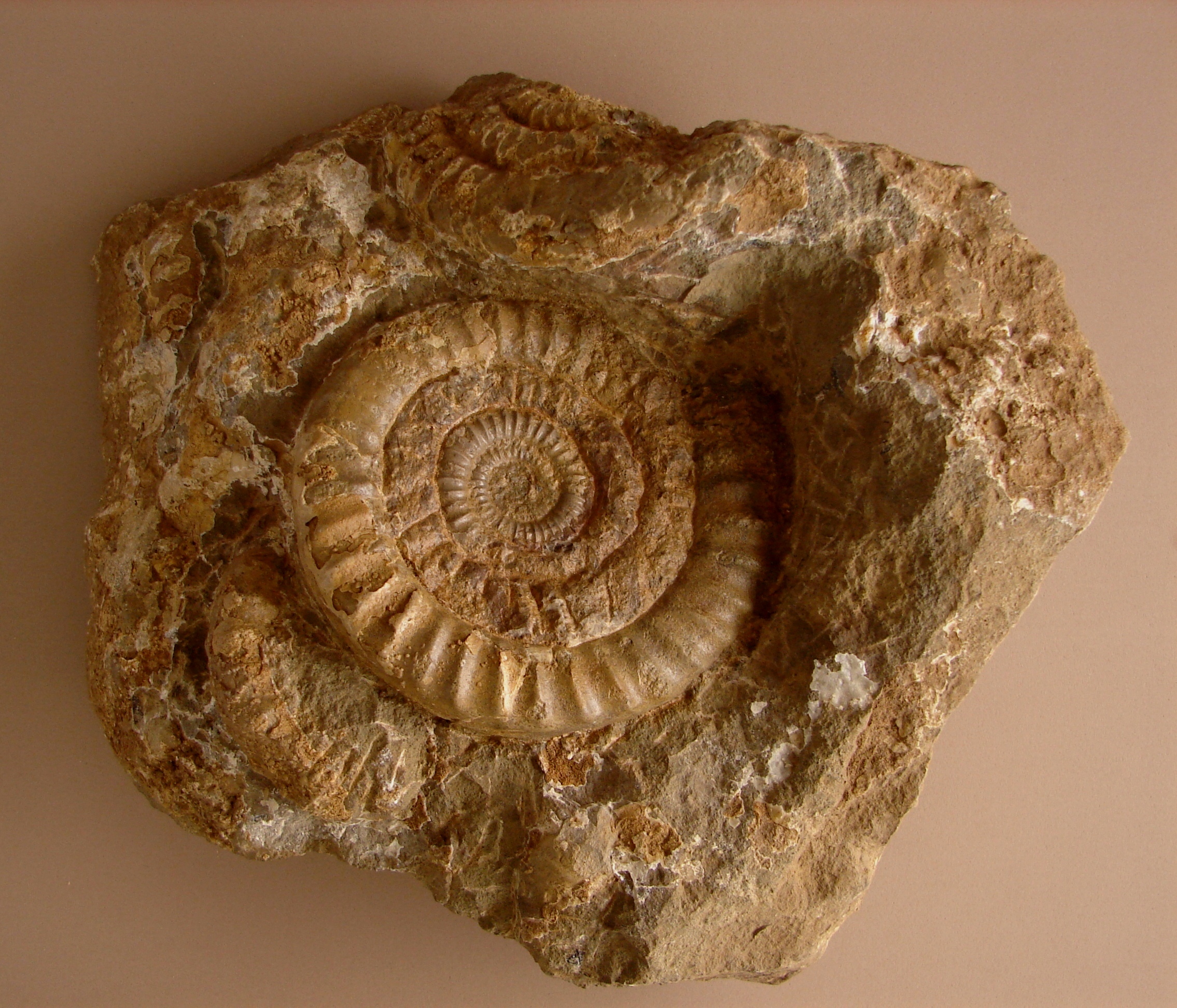 Echioceras Bayle, 1878