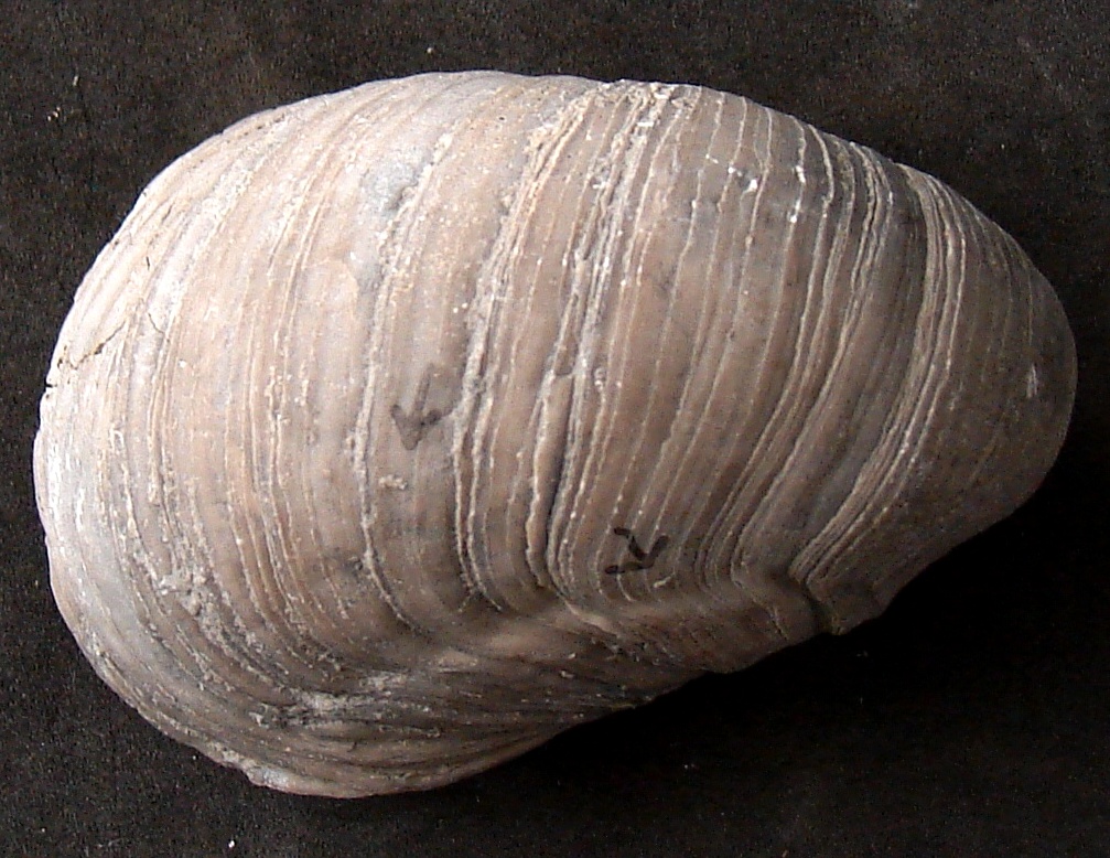 Gryphaea Lamarck, 1801