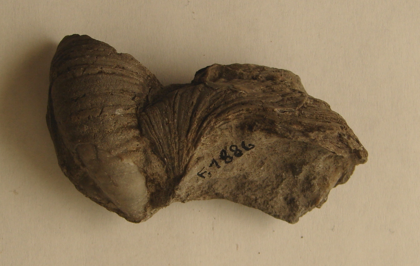 Gryphaea Lamarck, 1801