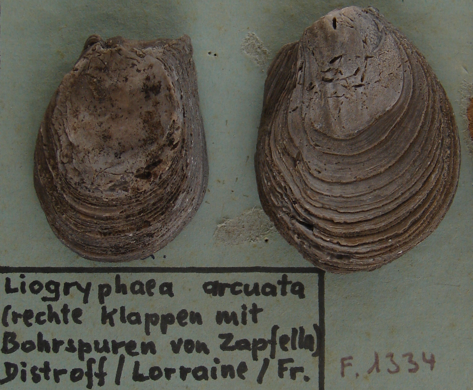 Gryphaea Lamarck, 1801