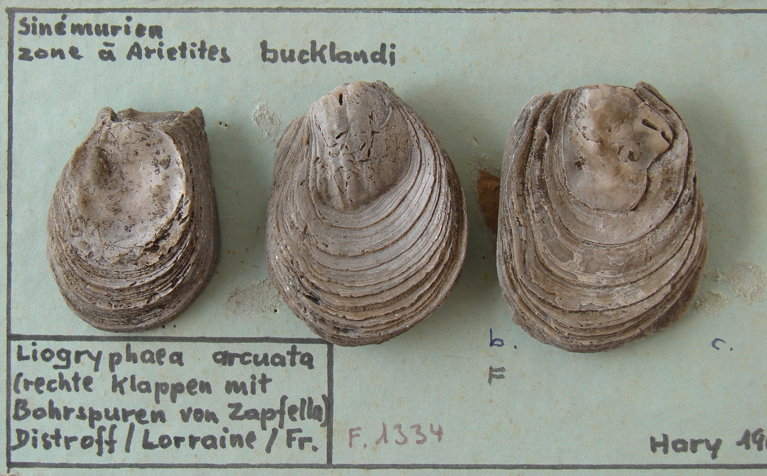 Gryphaea Lamarck, 1801