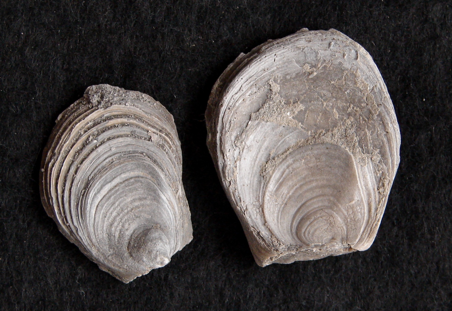 Gryphaea Lamarck, 1801